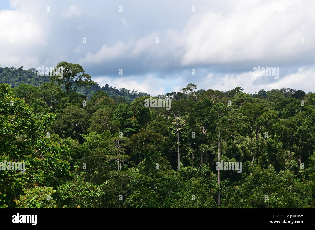 Primary nature hi-res stock photography and images - Alamy