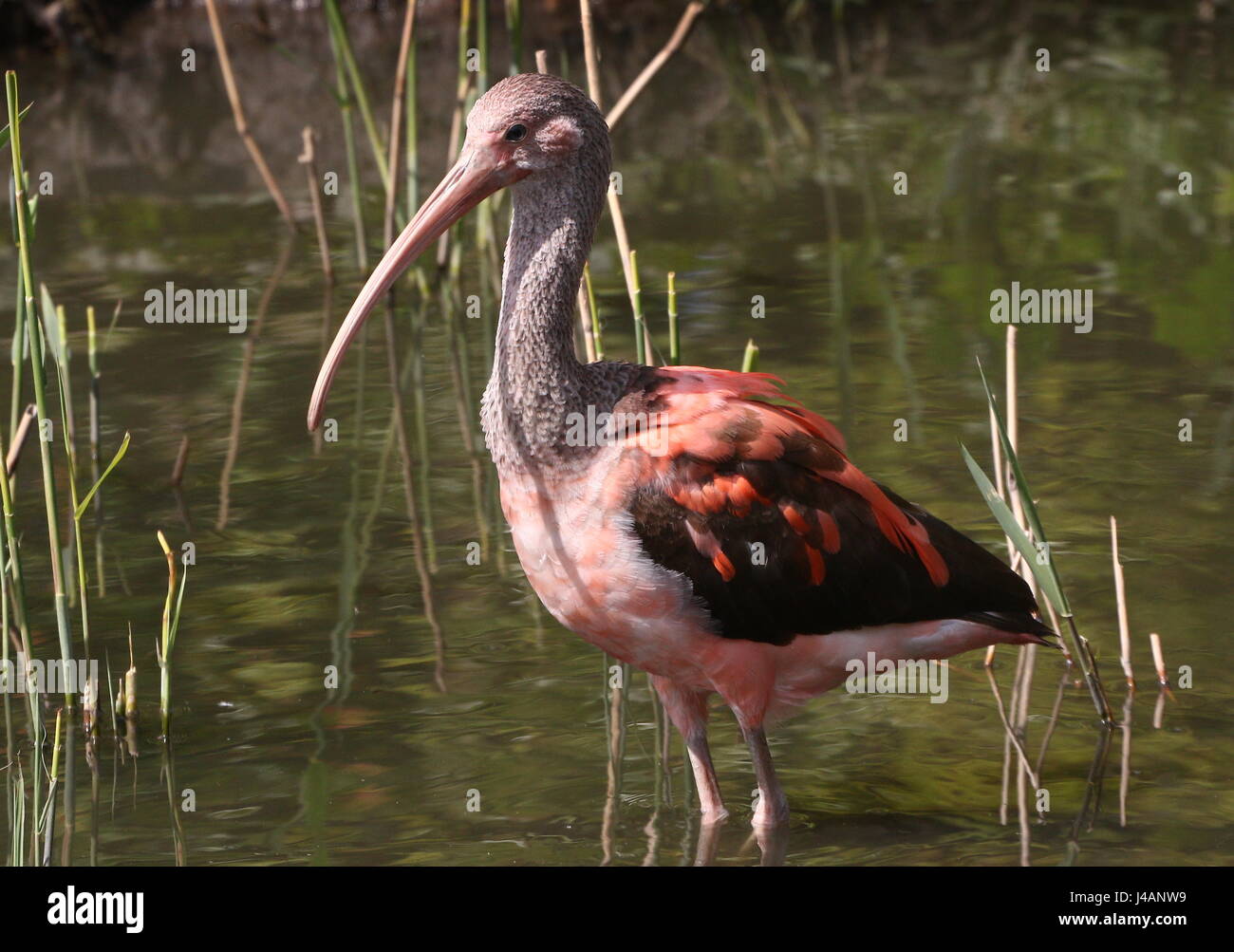 Scarlet ibis eating hi-res stock photography and images - Alamy