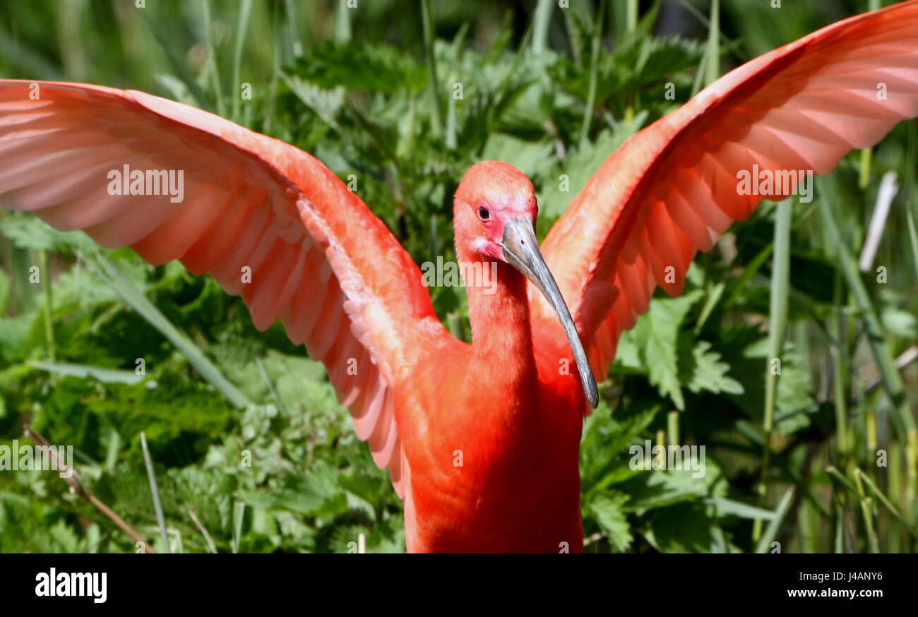 South American Scarlet Ibis (Eudocimus ruber) with spread wings after ...