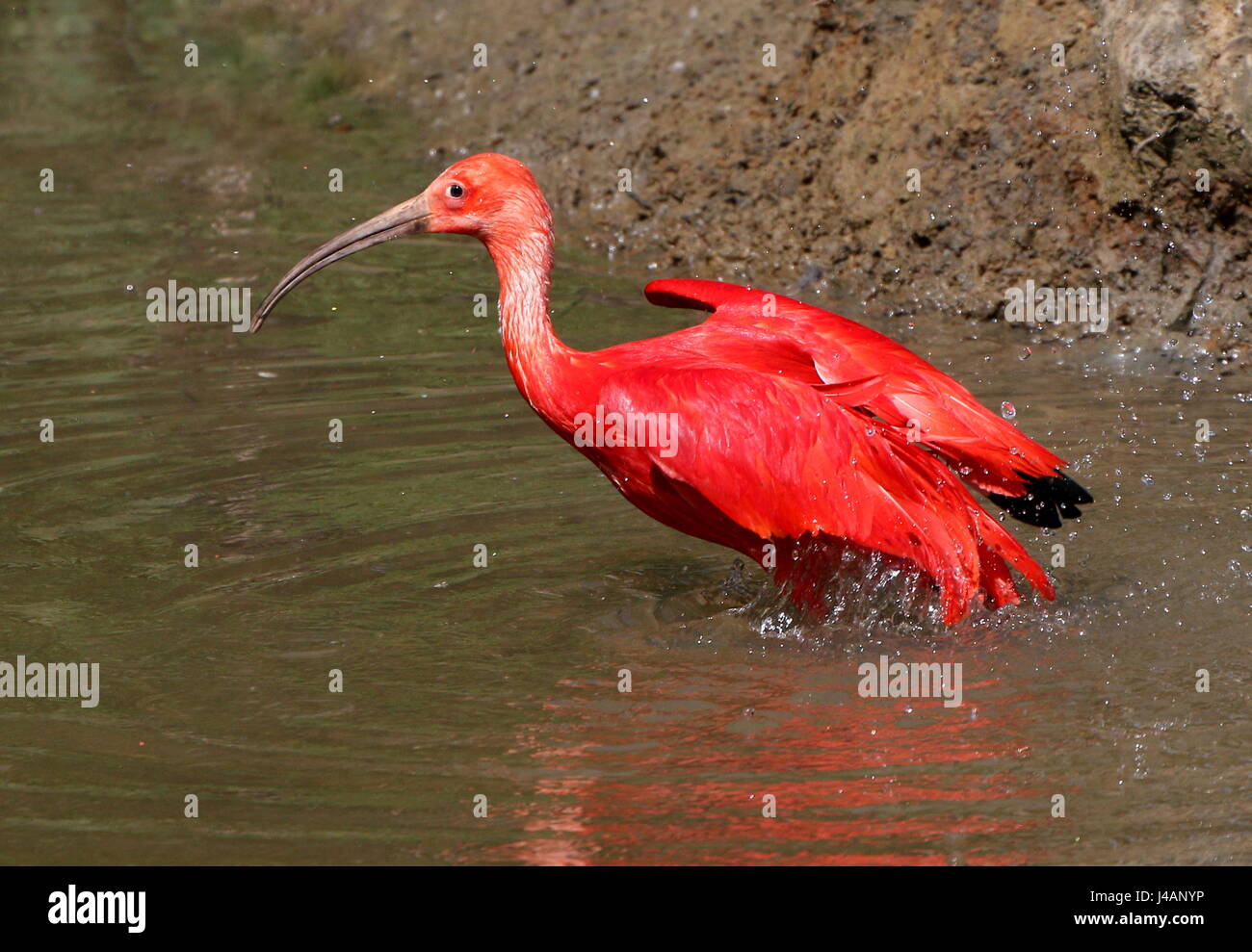 South American Scarlet Ibis (Eudocimus ruber) wing flapping action ...