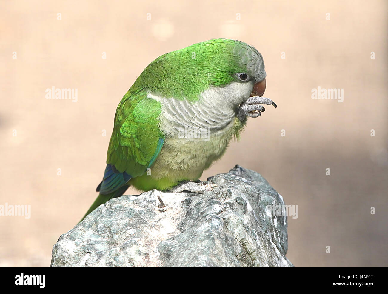 South American Monk Parakeet or Quaker Parrot (Myiopsitta monachus ...