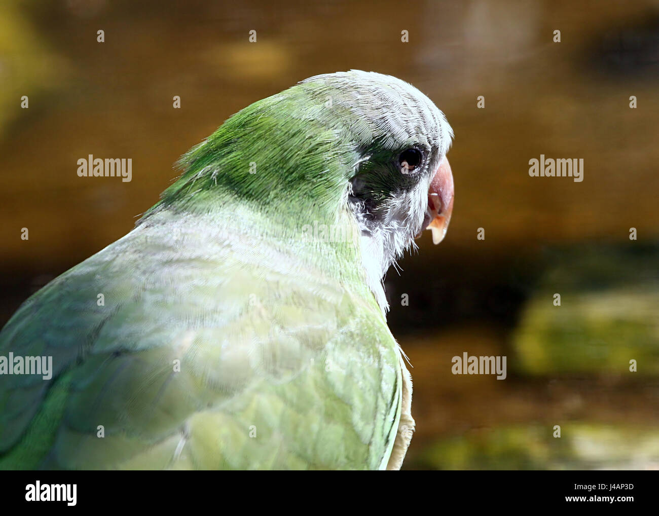 Invasive bird species hi-res stock photography and images - Alamy