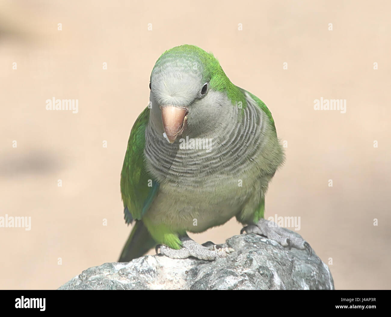 South American Monk Parakeet or Quaker Parrot (Myiopsitta monachus ...