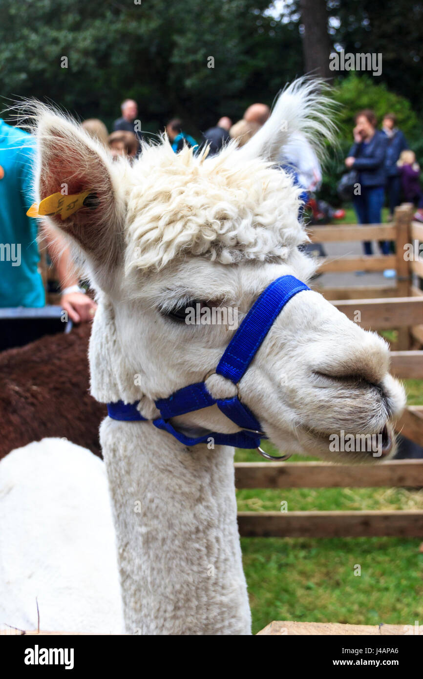 London zoo animals cute hi-res stock photography and images - Alamy