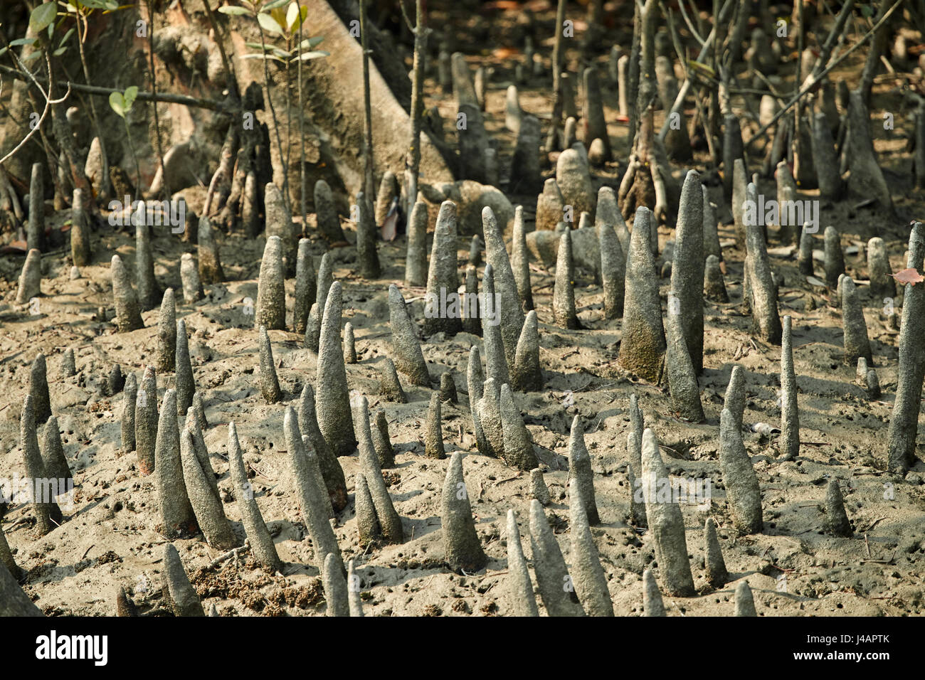 Sundarbans delta is the largest mangrove forest, intersected by a ...
