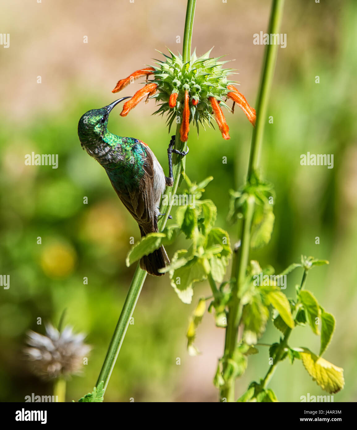 A Double-collared Sunbird perched on a WIld Dagga plant in Southern ...
