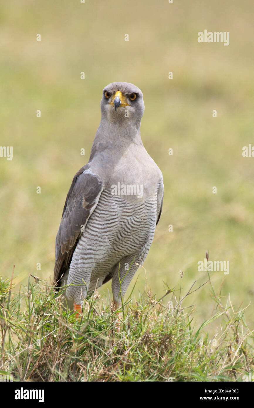 An angry-looking Eastern pale chanting goshawk (Melierax poliopterus ...