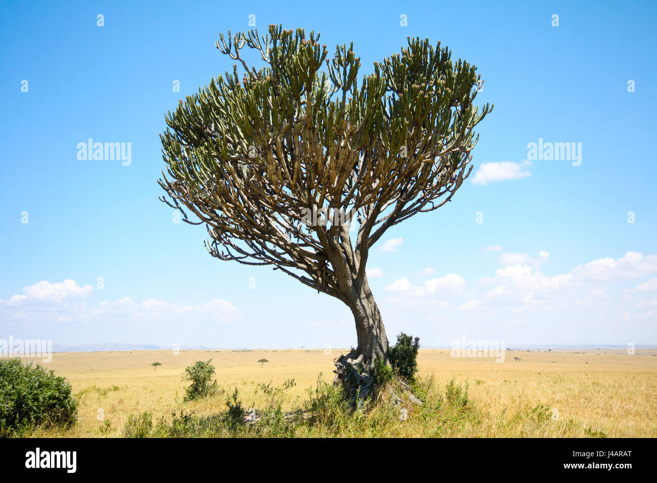 Candelabra tree (Euphorbia ingens) against blue sky and yellow grass in ...