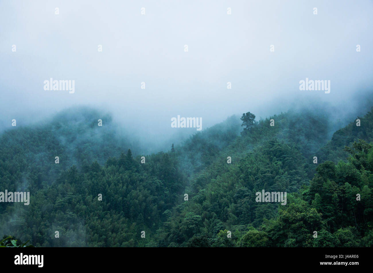 Beautiful green nature landscape scenery hi-res stock photography and ...
