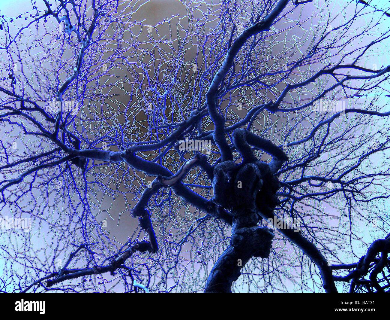 tree park garden branch gardens structure sparse stinted forest plant ...