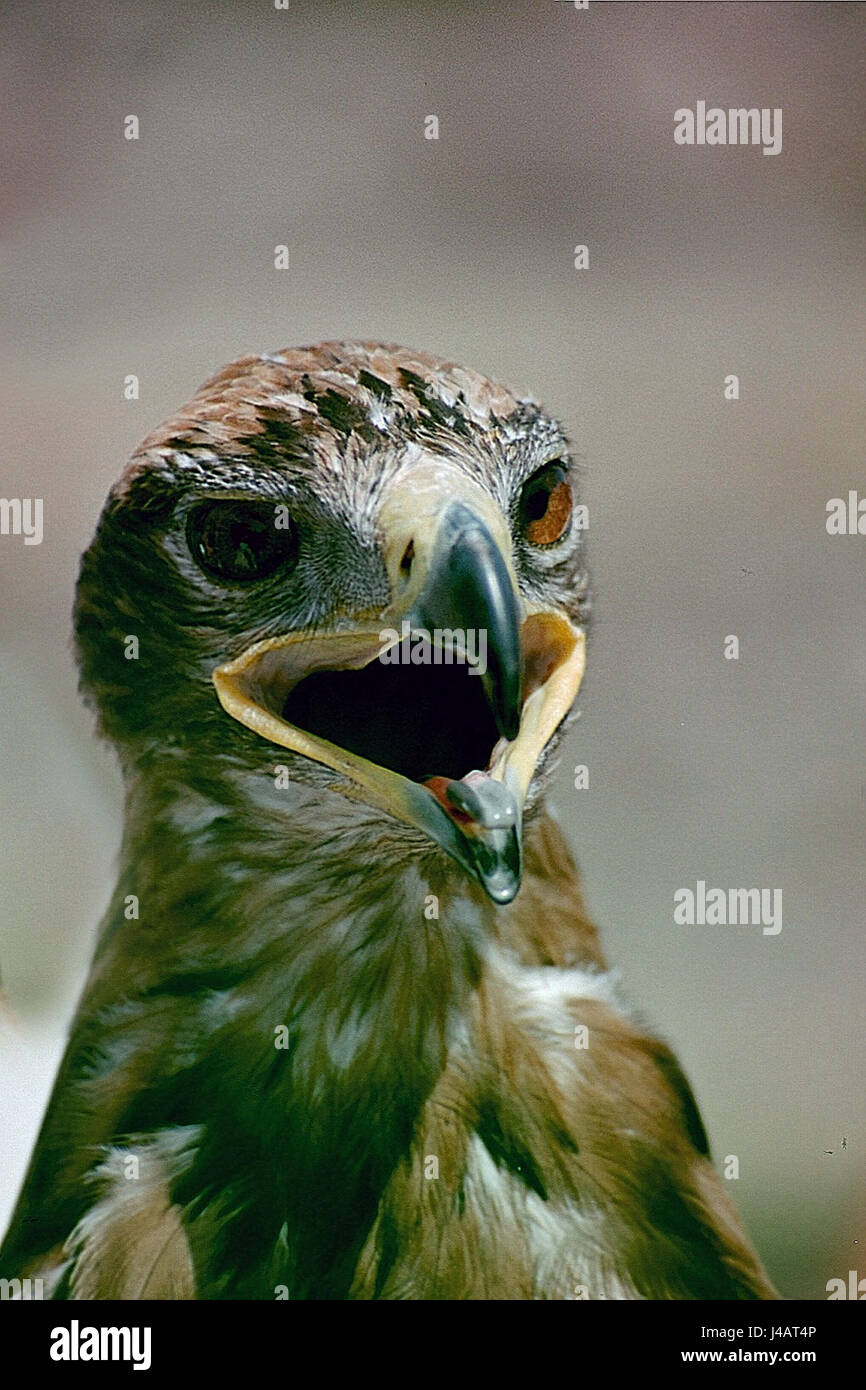 animal bird brown brownish brunette ruler hunter conservation of nature ...