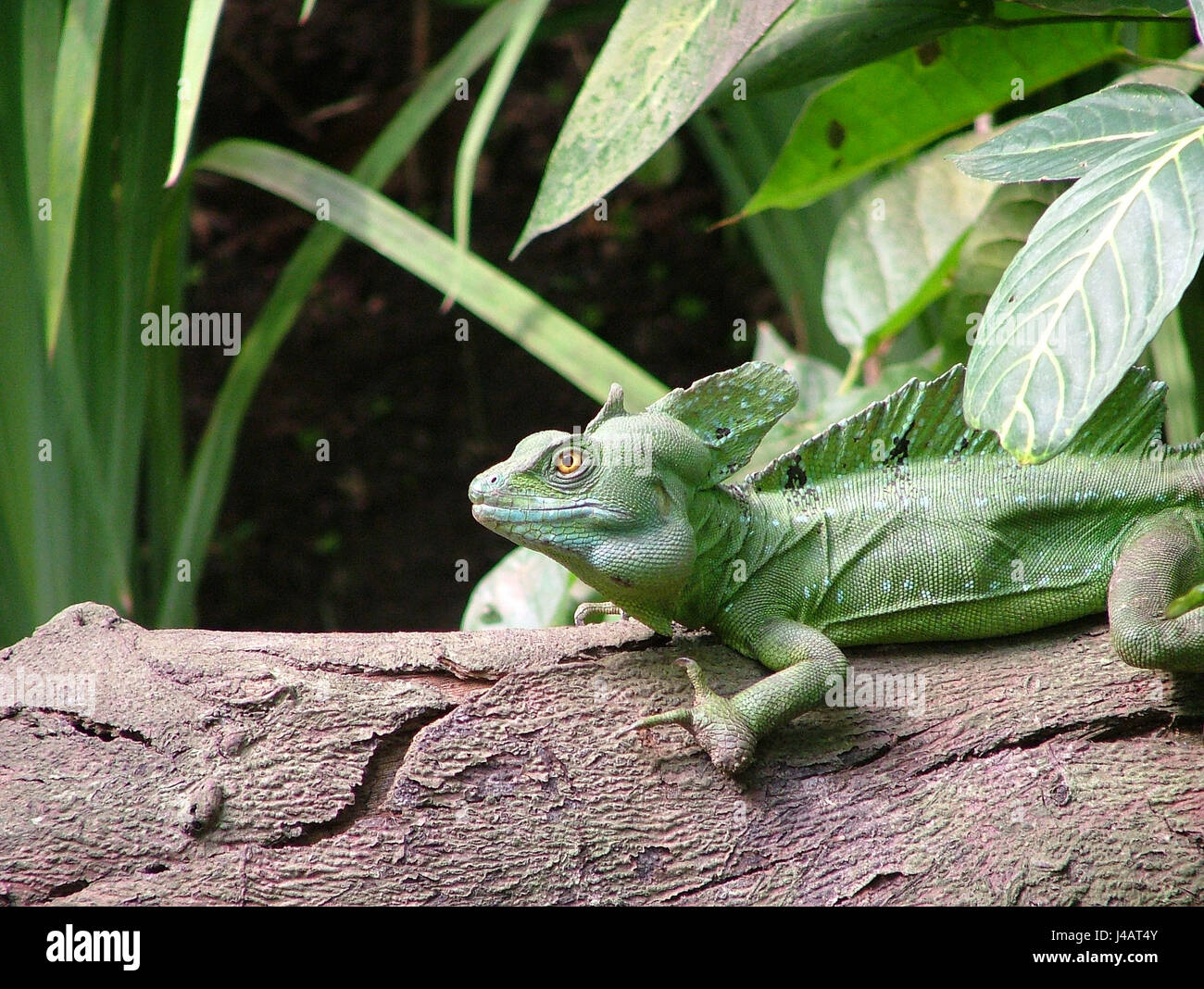 Basilisk profile hi-res stock photography and images - Alamy