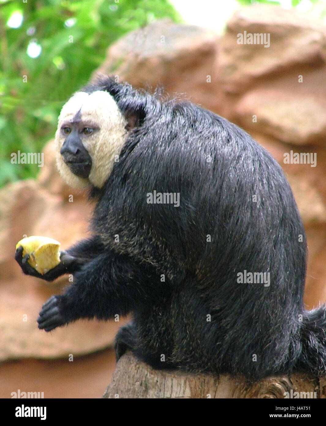 animal,mammal,monkey,virgin forest,rainforest,rain forest,tropics ...