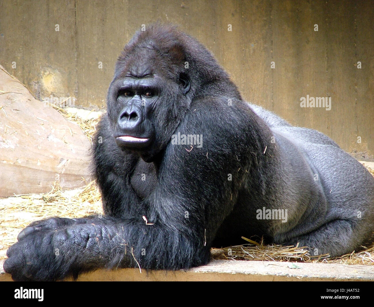 animal mammal monkey virgin forest loneliness mourning sorrow sadness ...