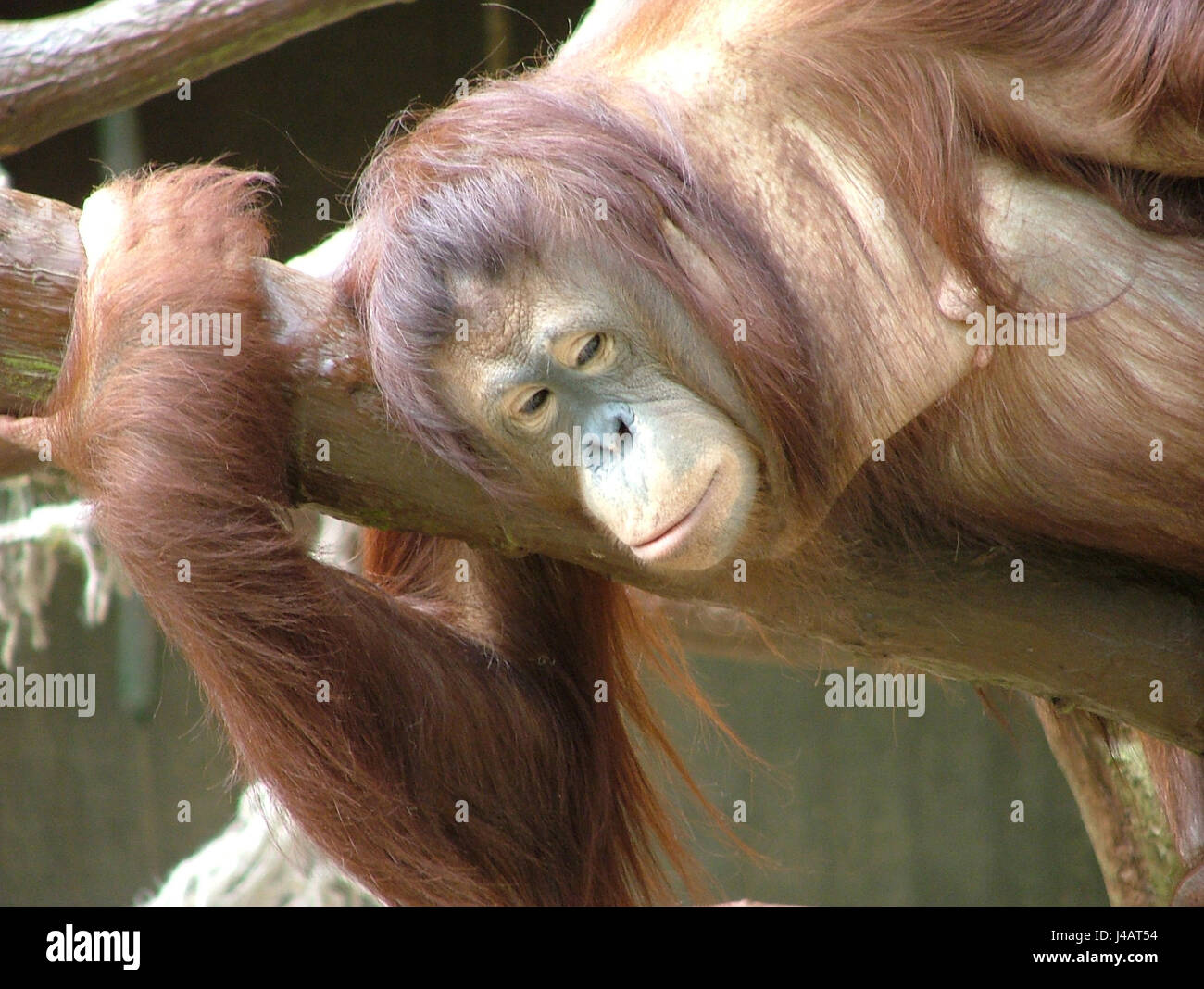 animal mammal monkey virgin forest loneliness mourning sorrow sadness ...