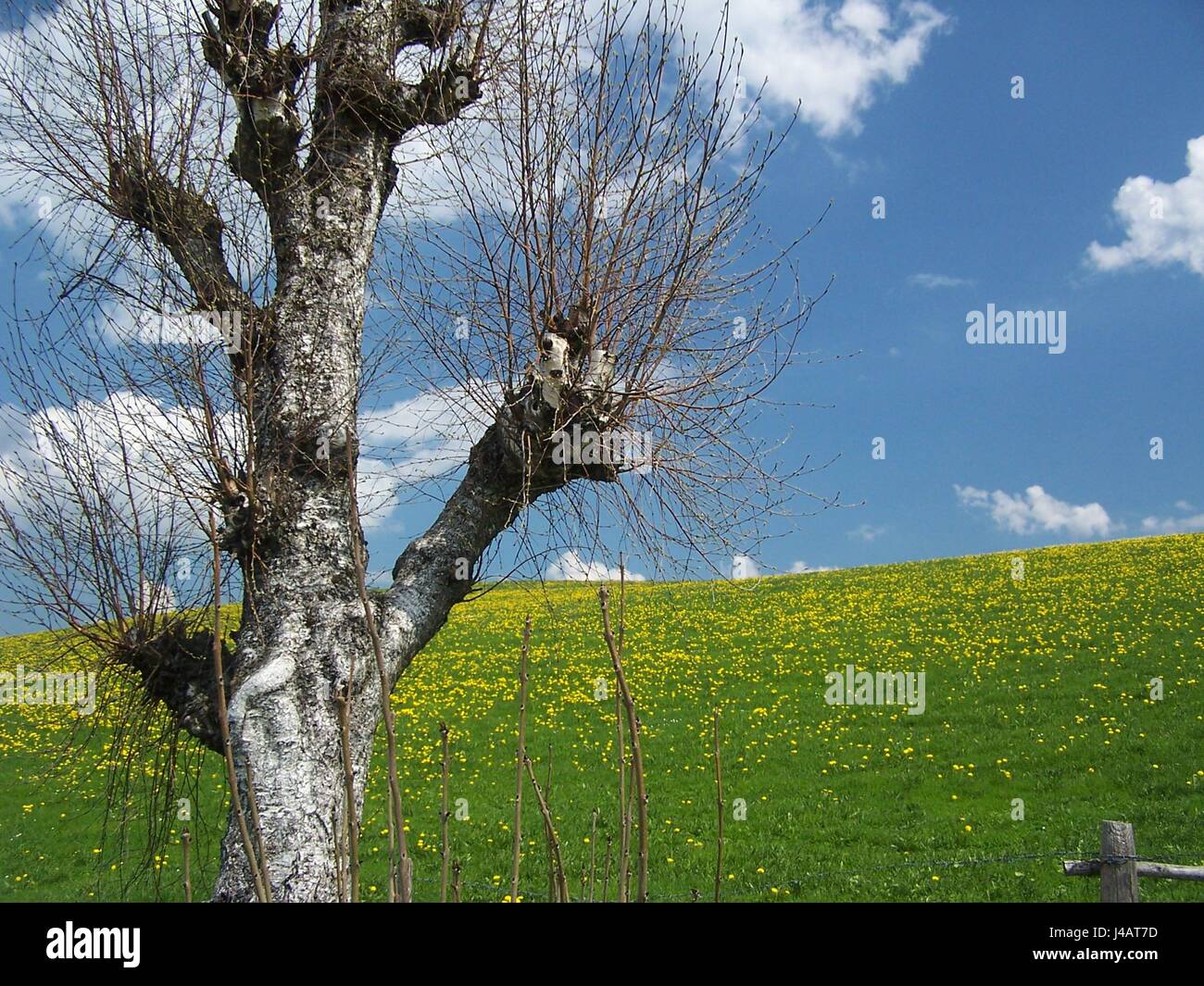 blue tree green coloured colourful gorgeous multifarious richly ...