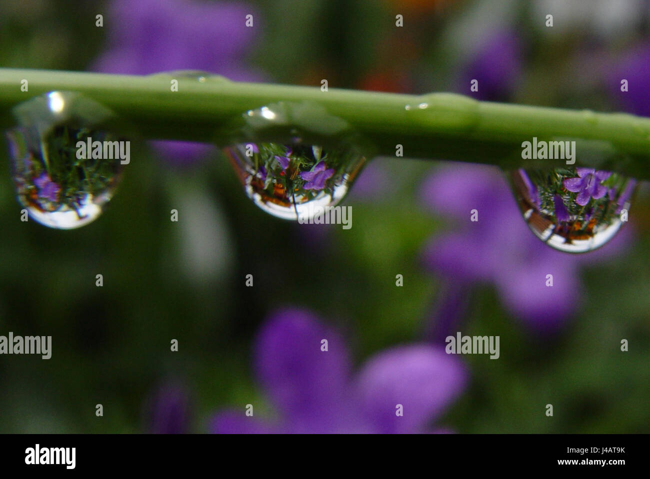 flower plant raindrop mirroring drop drip drops seeping sopping drips ...