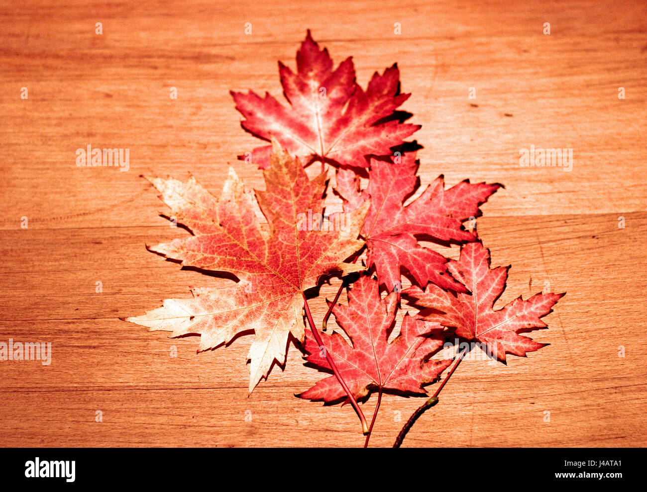 leaf winter cool seasons transition red leaves foliage fall autumn ...