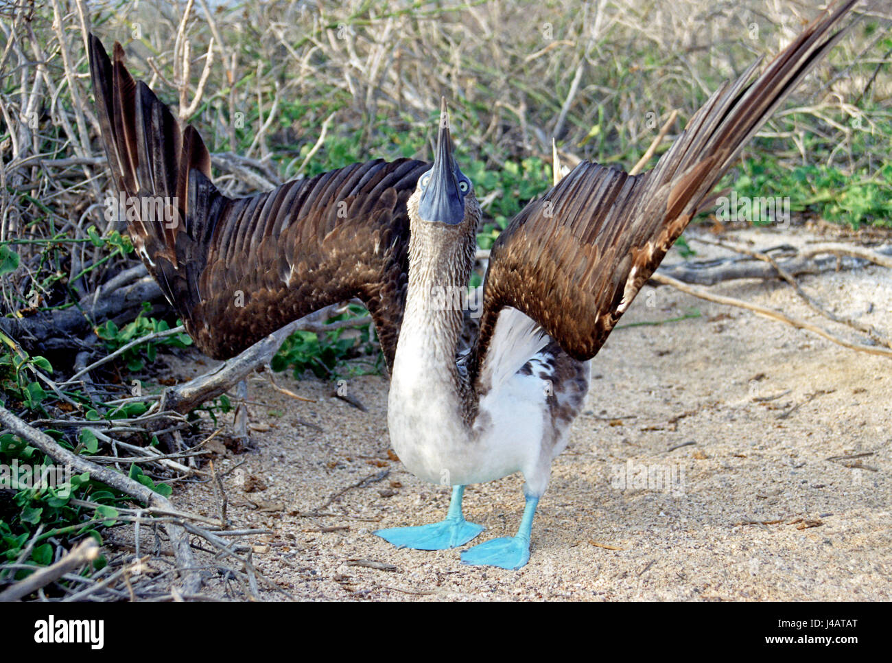 bird conservation of nature birds pacific salt water sea ocean water ...