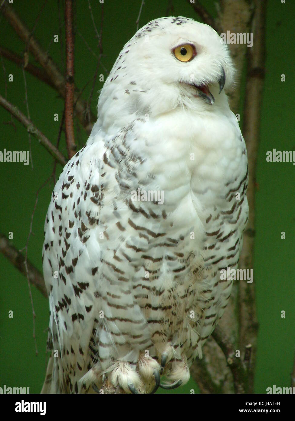 Owl raptor bird hi-res stock photography and images - Alamy