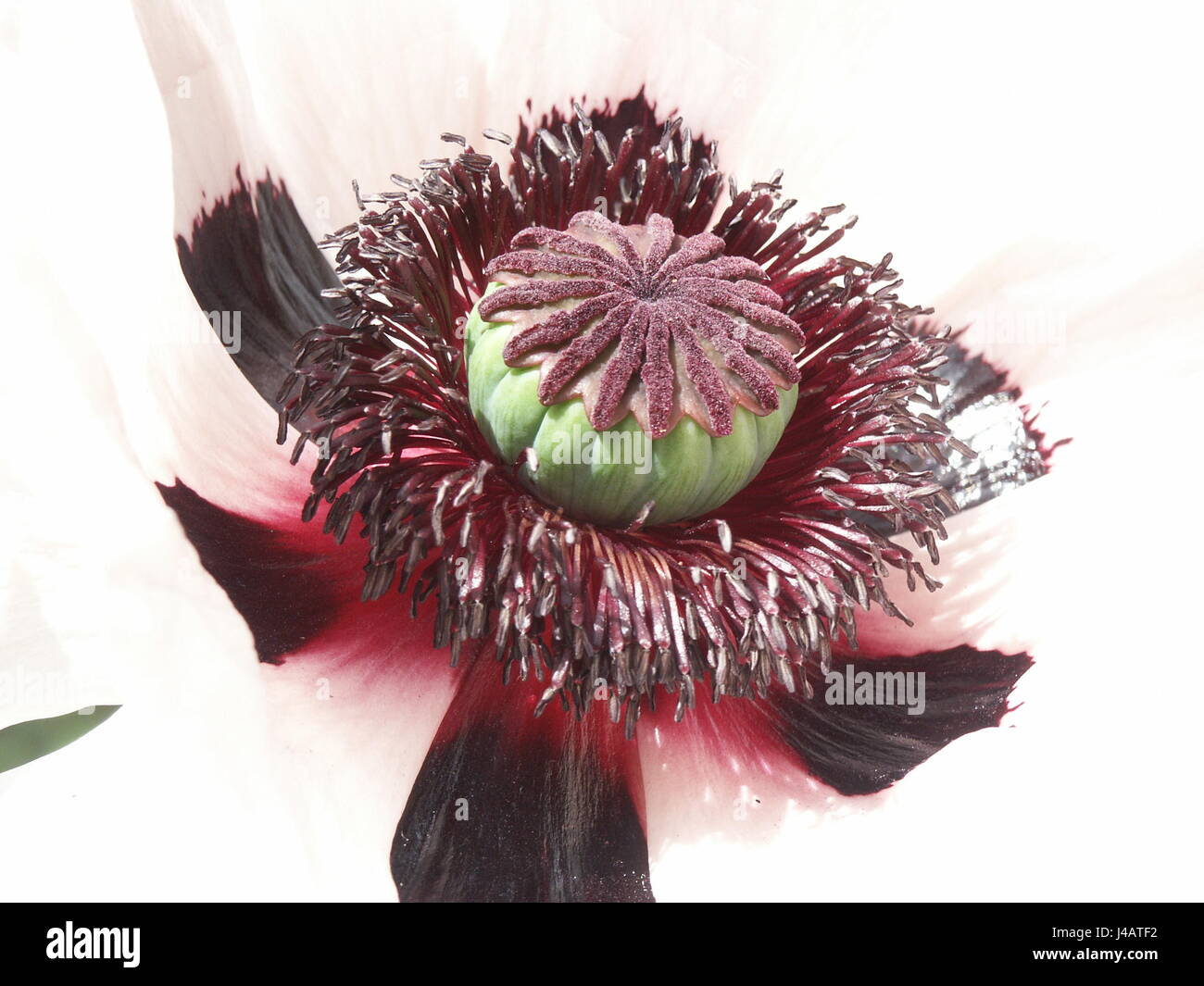 Weißer mohn hi-res stock photography and images - Alamy