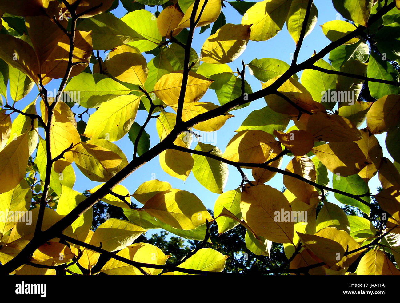 Magnolia gardens fall hi-res stock photography and images - Alamy