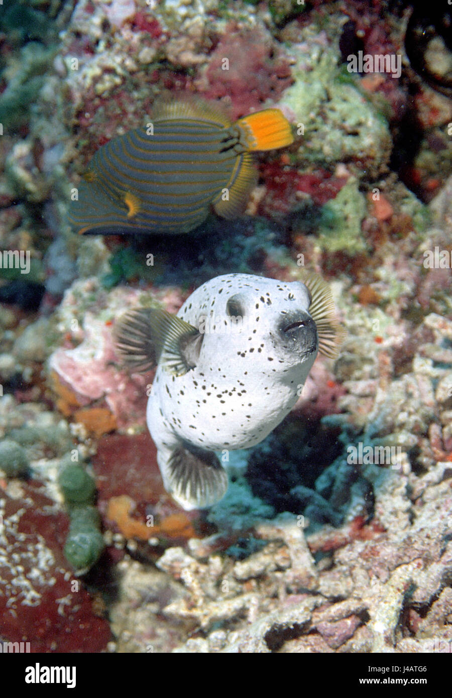 Pufferfish triggerfish hi-res stock photography and images - Alamy