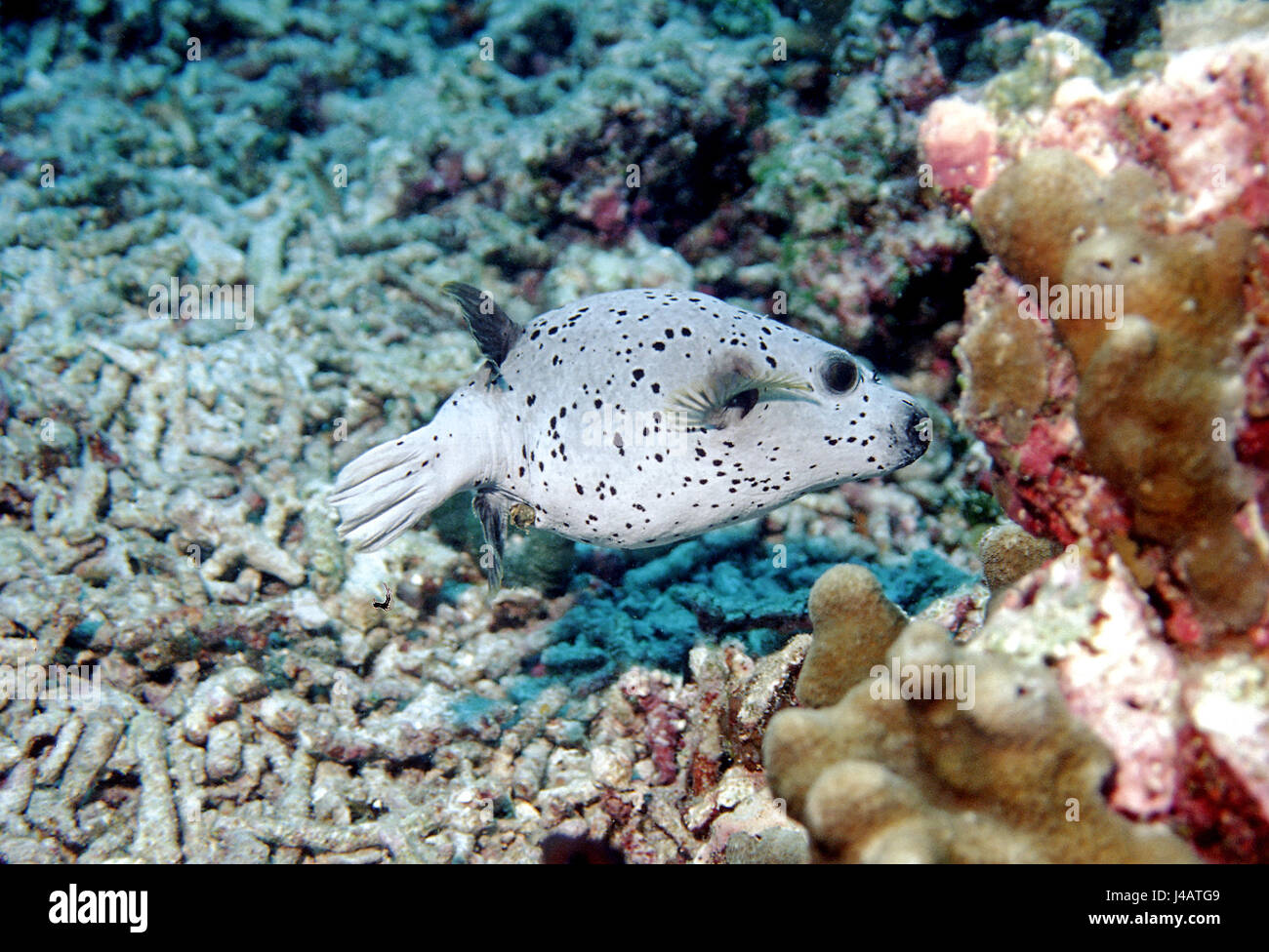 Sigma sigma ii hi-res stock photography and images - Alamy