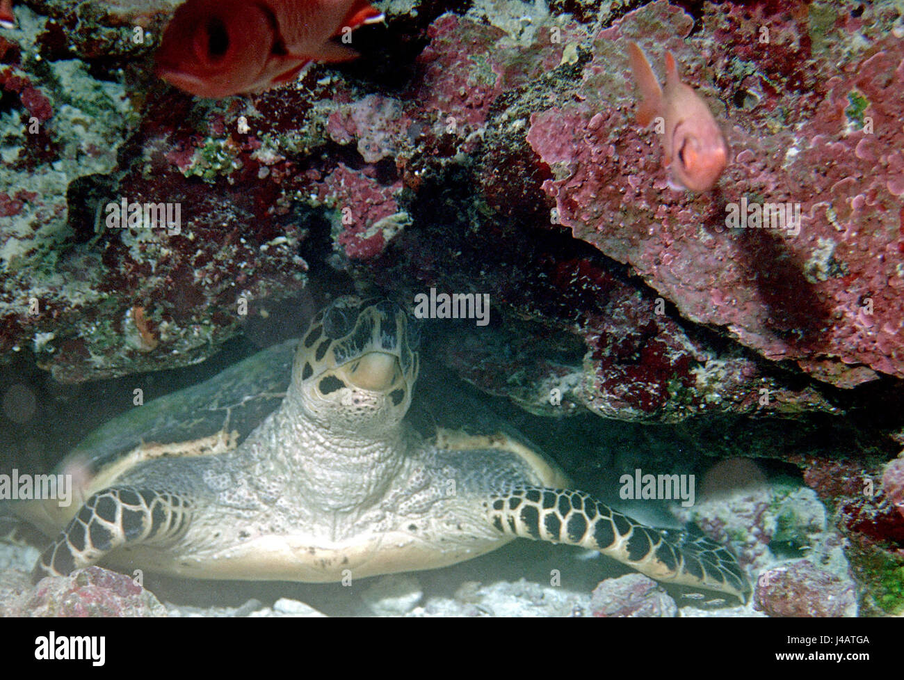 sea turtle v Stock Photo - Alamy