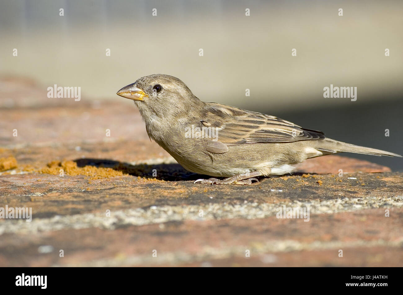 Ulmer spatz hi-res stock photography and images - Alamy