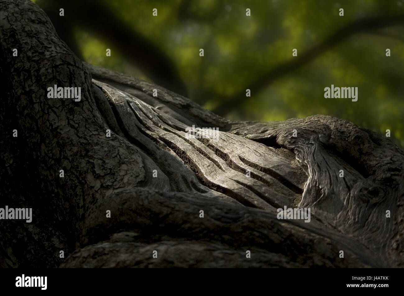 Wounds of tree hi-res stock photography and images - Alamy