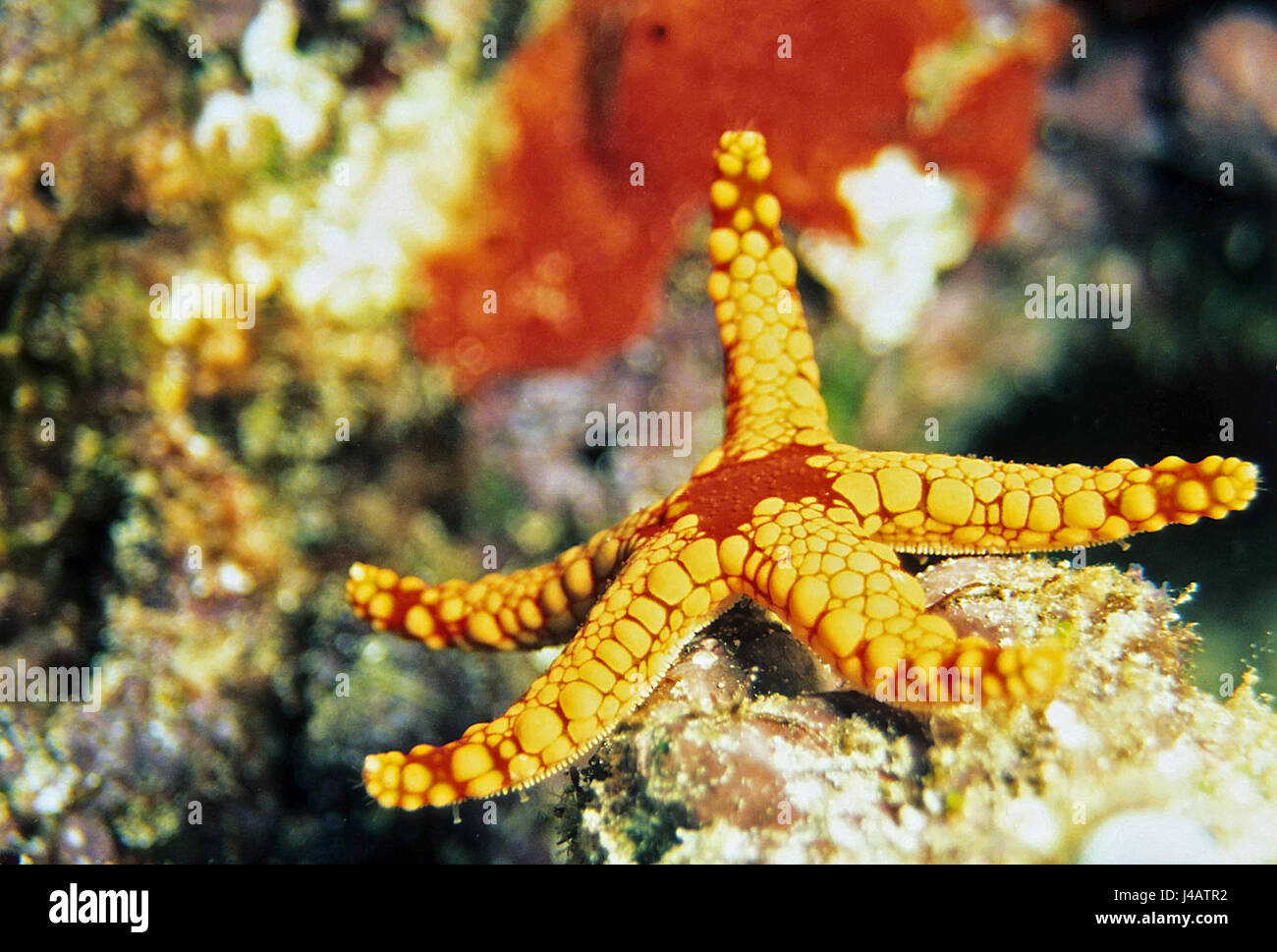 travel maldives islands dive atoll starfish bathing tear water swimming ...