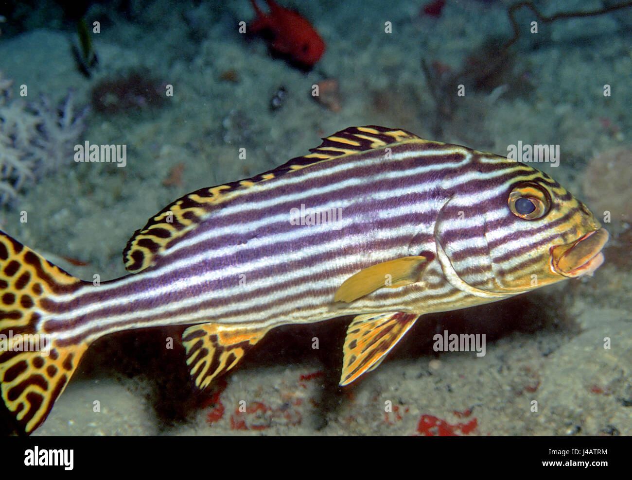 travel beach seaside the beach seashore maldives dive sigma sea animals ...
