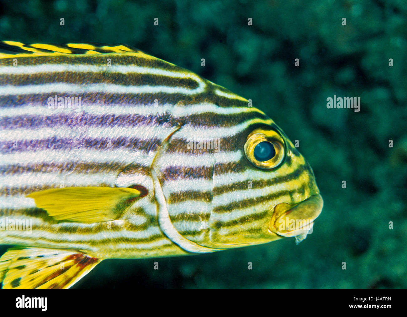 travel beach seaside the beach seashore maldives dive sigma sea animals ...