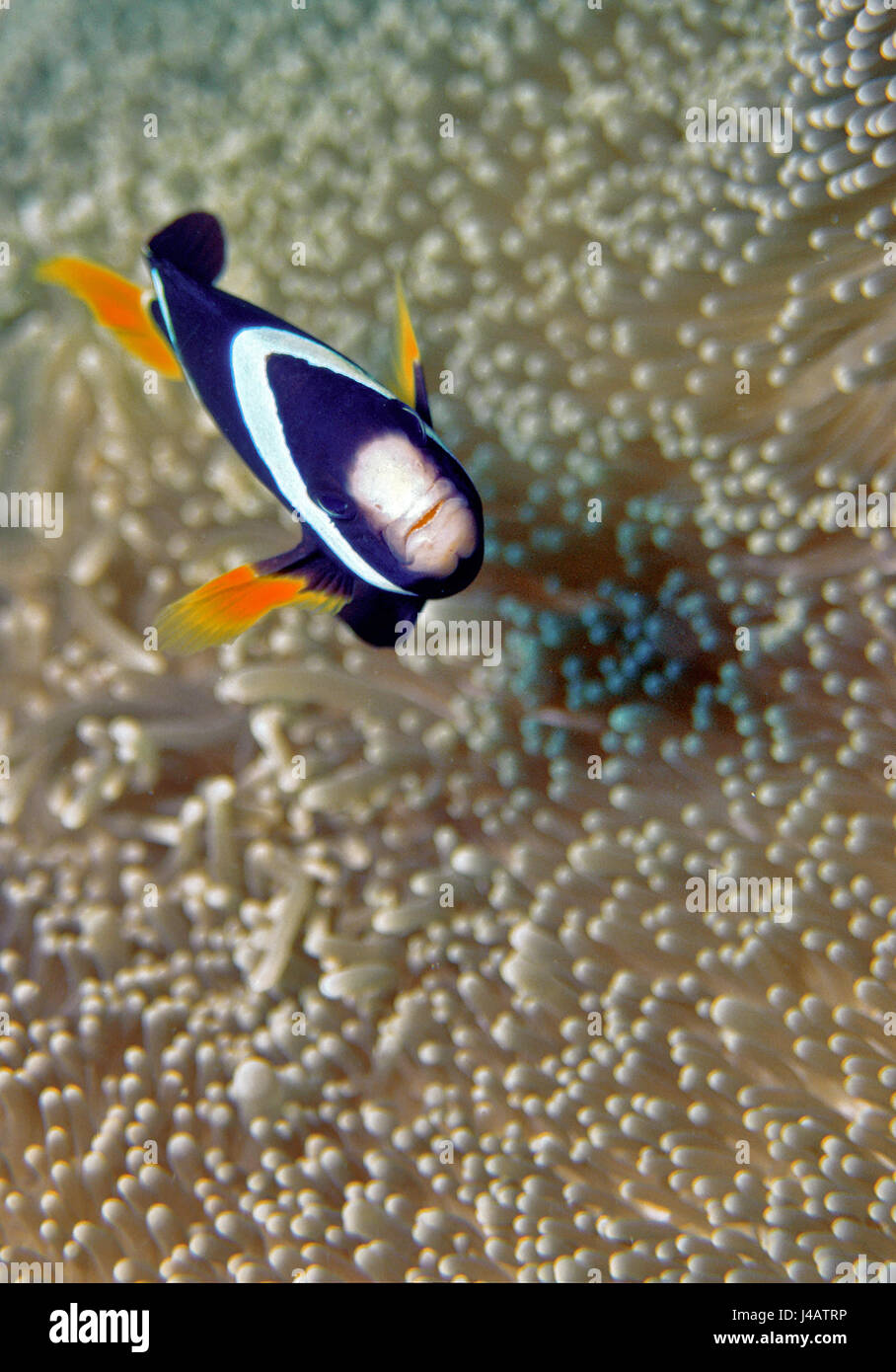 maldives dive clown fish nemo sigma salt water sea ocean water diver ...