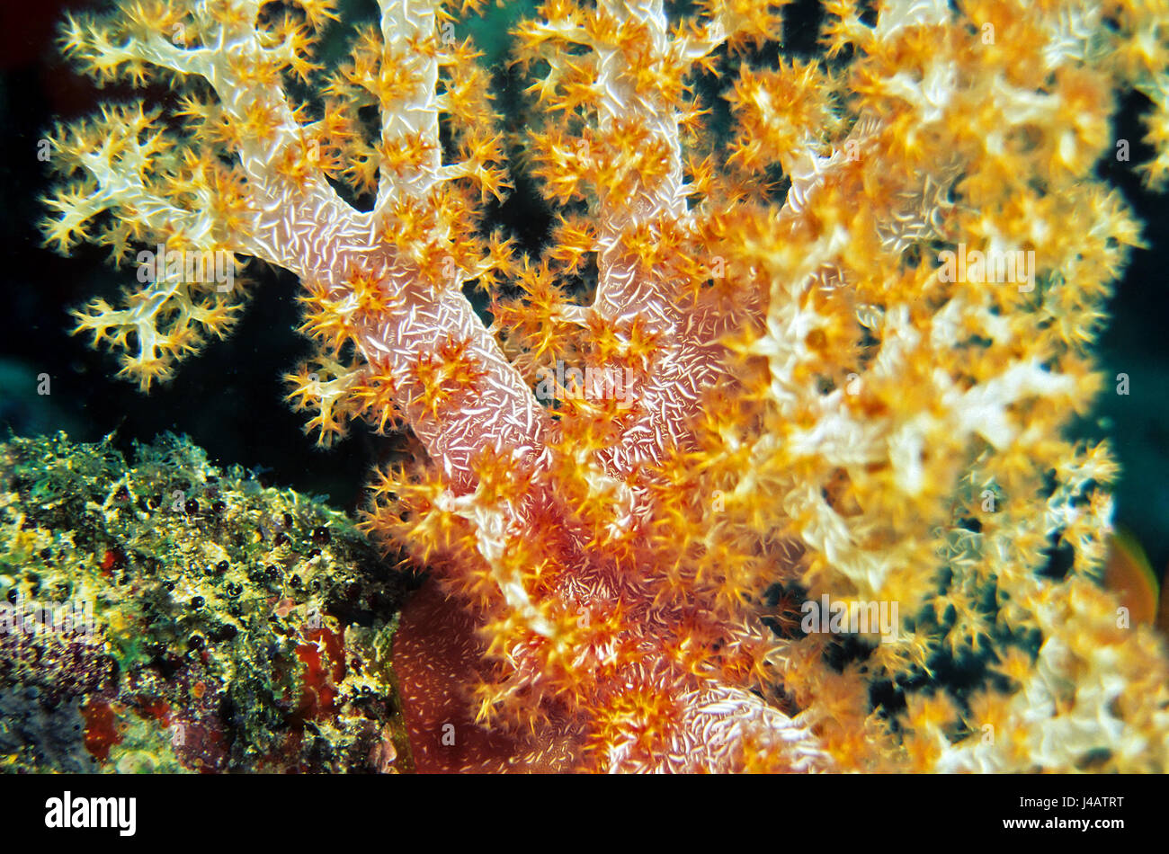 travel maldives islands dive atoll sigma corals bathing tear water ...