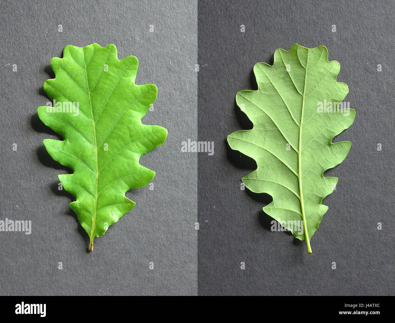 leaf tree green leaves oak front backside reverse couple pair two ...