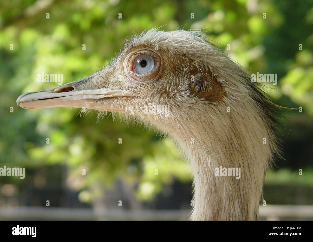 bird eye organ birds look glancing see view looking peeking looking at ...