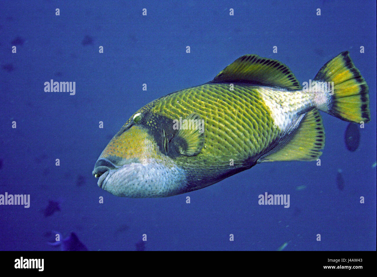 green titan triggerfish Stock Photo - Alamy