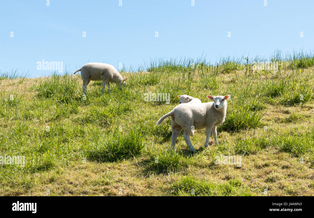 Nature of sheep hi-res stock photography and images - Alamy