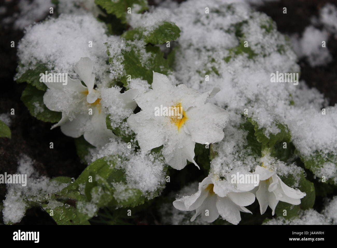 beautiful bright garden white flowers in spring bloom covered white ...