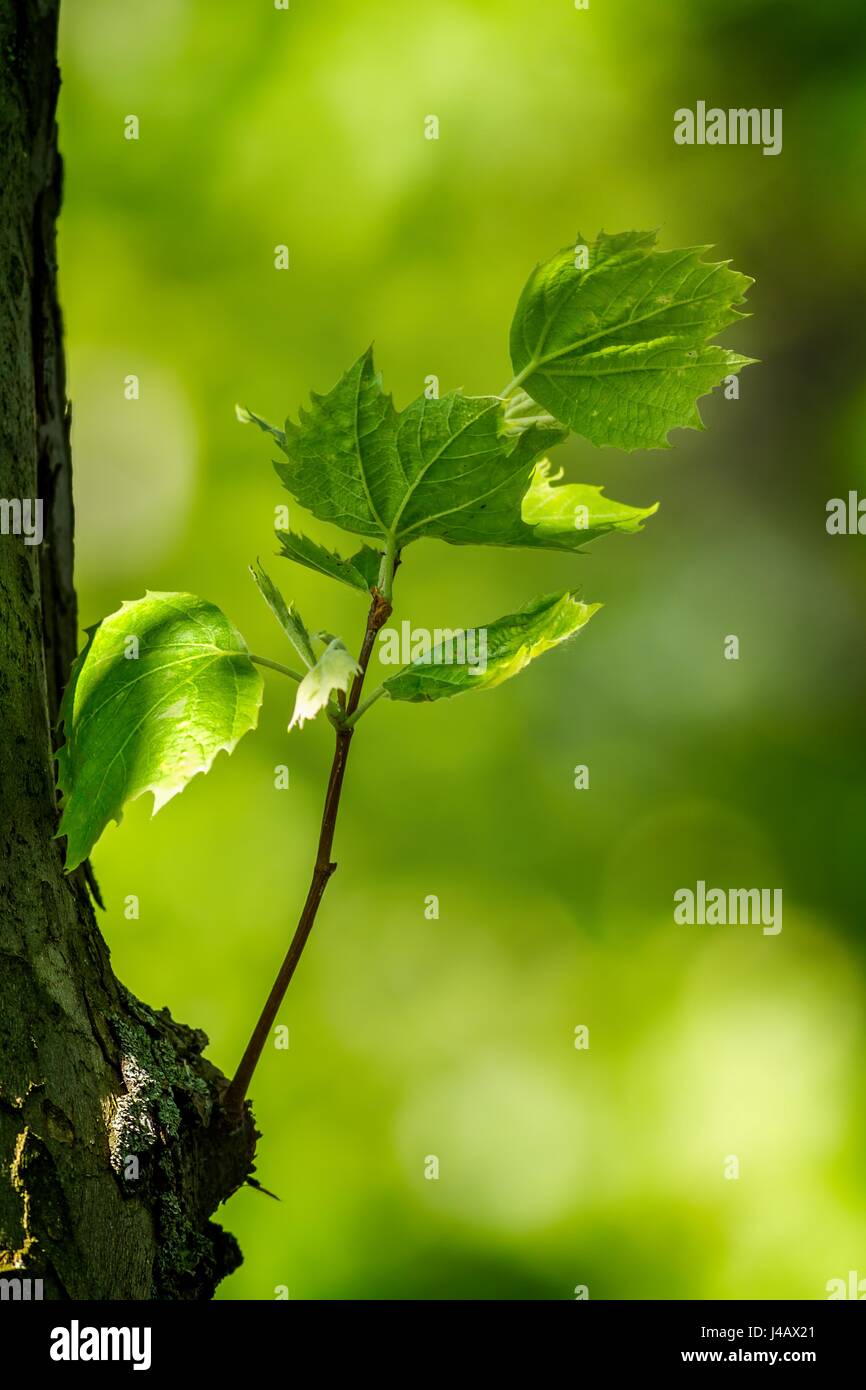 Harmonious plant growth hi-res stock photography and images - Alamy