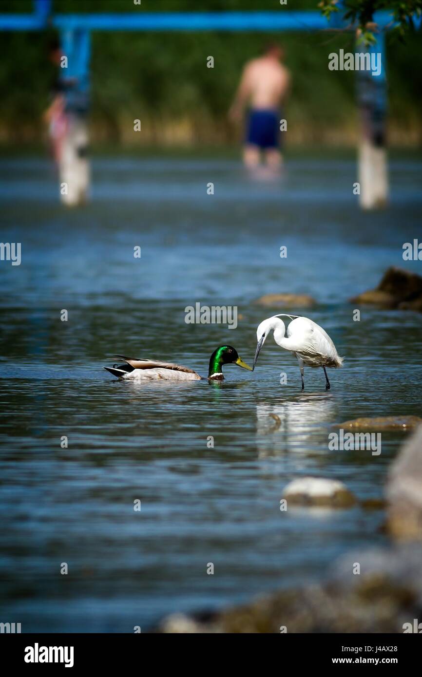 Two waterbird (little egret and wild duck) on the lake Balaton in ...
