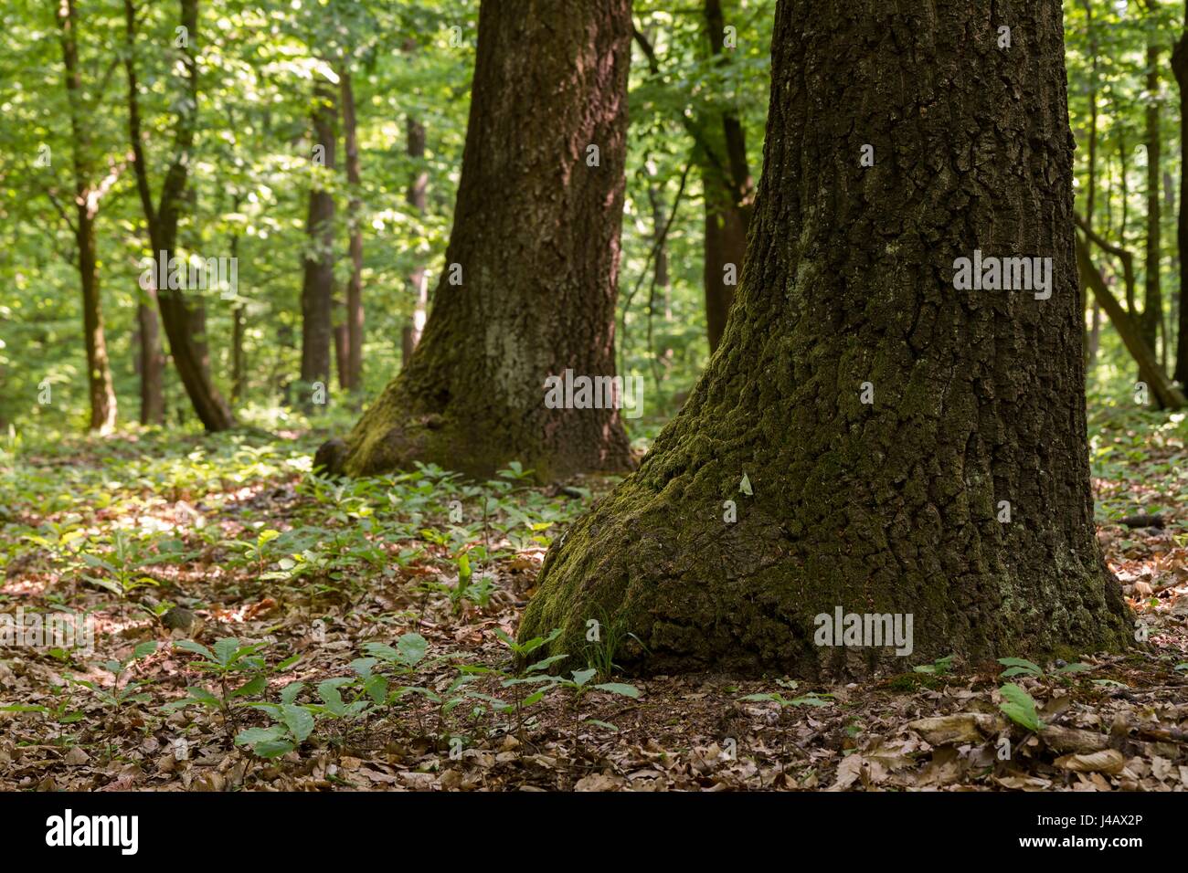 Green forest with oak trees Stock Photo - Alamy