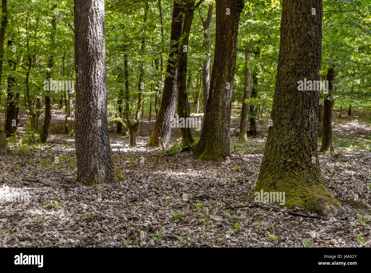 Green forest with oak trees Stock Photo - Alamy