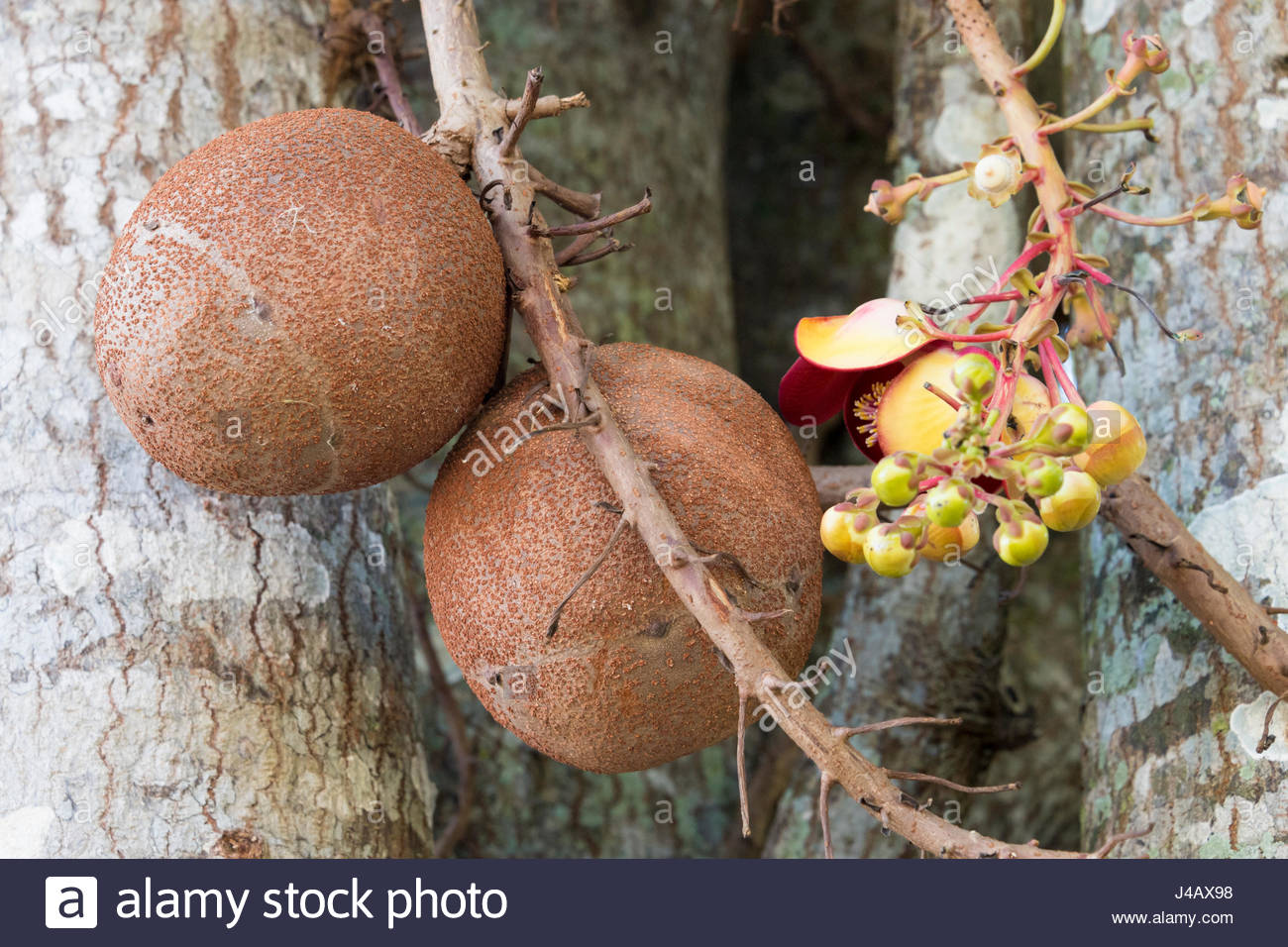 Cannonball Tree Fruit Stock Photos & Cannonball Tree Fruit Stock Images ...