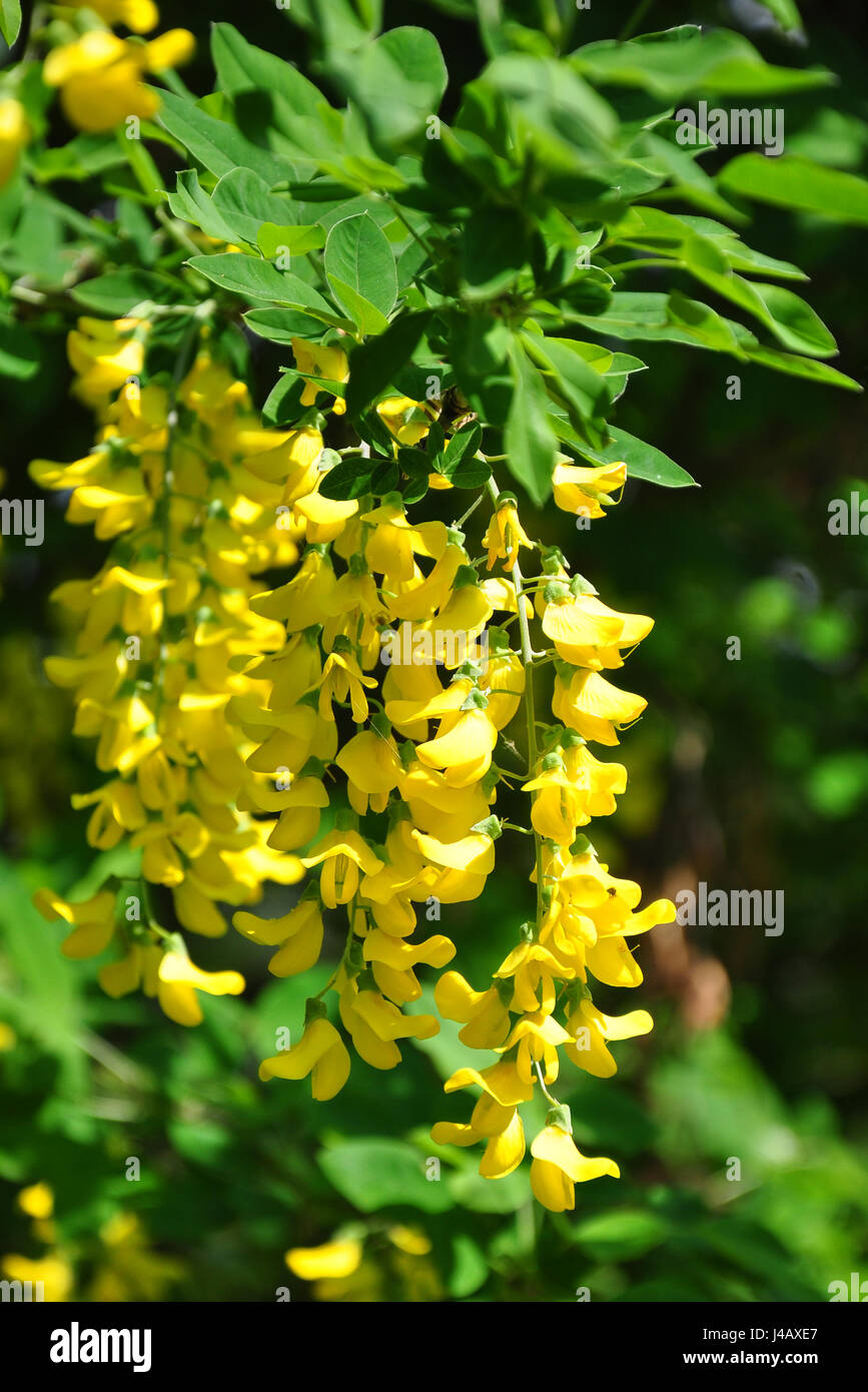 Common laburnum (Laburnum anagyroides Stock Photo - Alamy