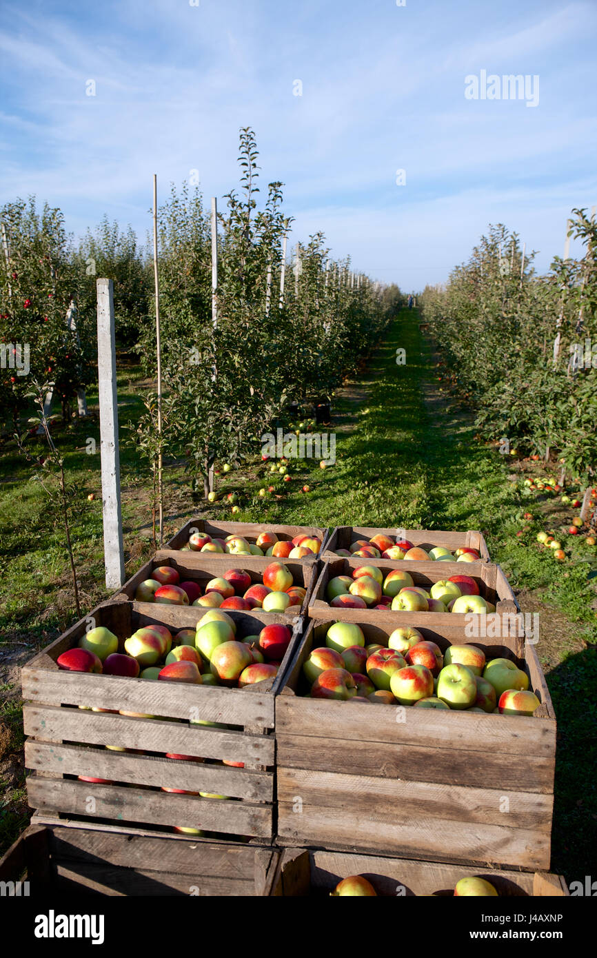 Cart full of apples after picking in orchard Stock Photo - Alamy