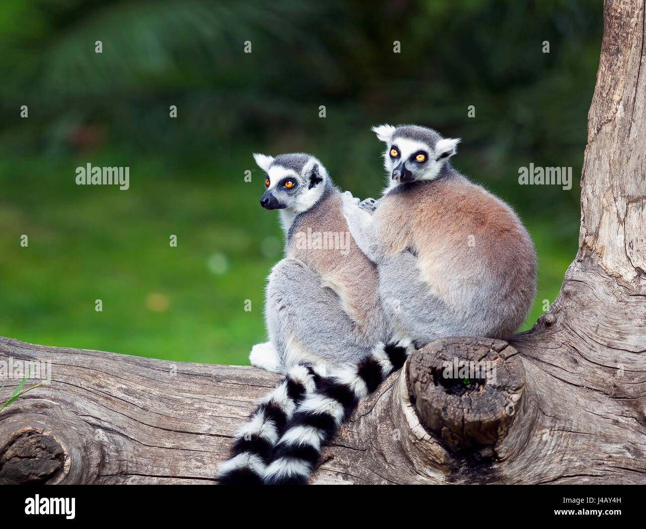 Two ring-tailed lemurs embraced together on a tree. Big eyes with ...