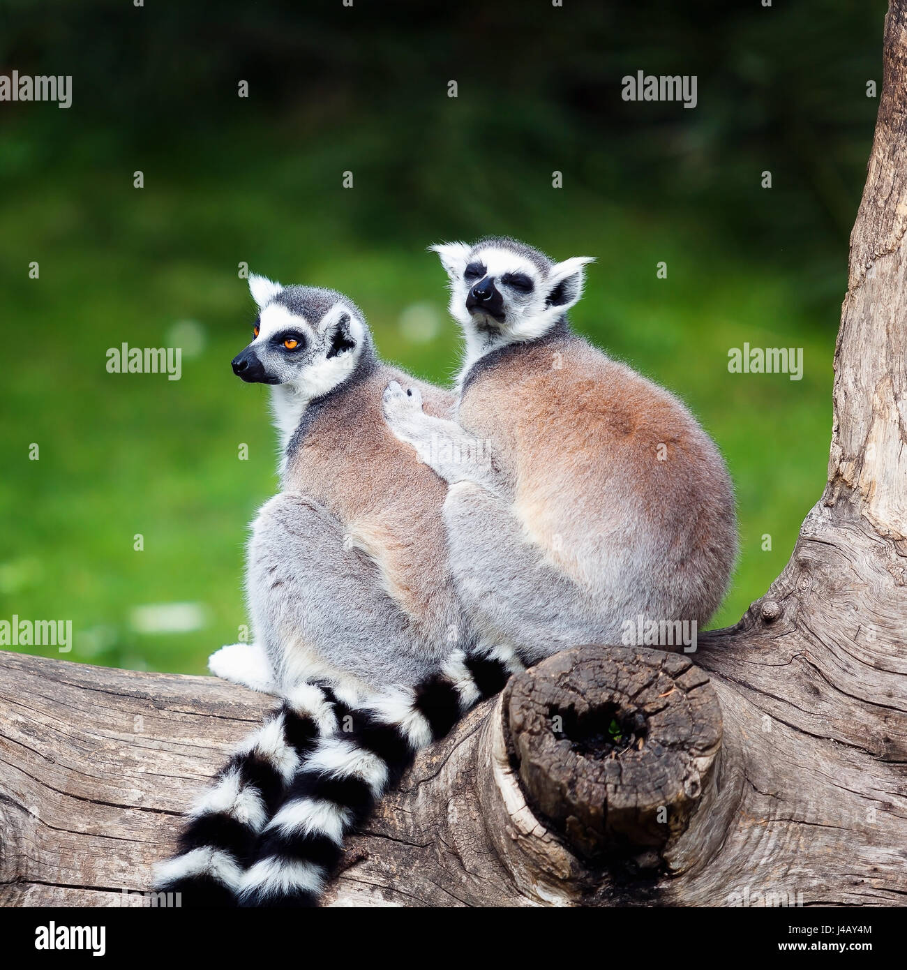 Two ring-tailed lemurs embraced together on a tree. Big eyes with lively color and classic long ...